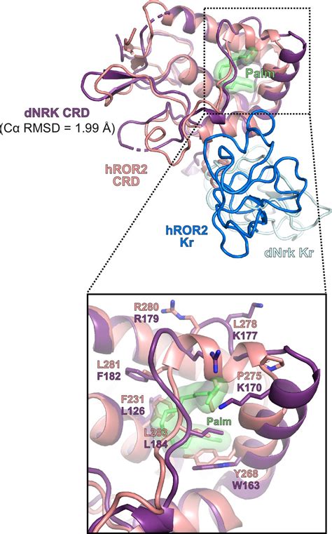 Figures And Data In Structure And Function Of The Ror2 Cysteine Rich Domain In Vertebrate