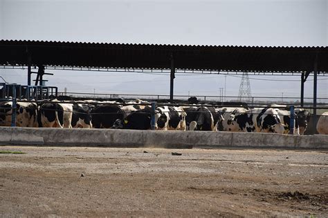 واحد های تخصصی گاو پرواربندی واحد یک مزرعه نمونه آستان قدس رضوی