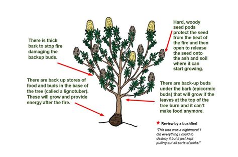Plant Adaptations Botanic Gardens Of Sydney