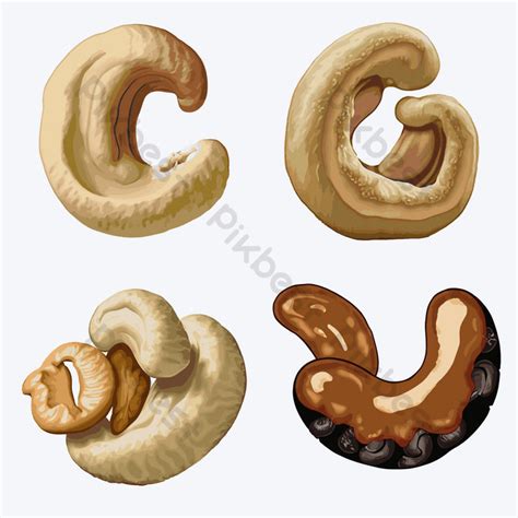 Beautiful Cashew In Solid Background Vector Illustration Eps Free Download Pikbest