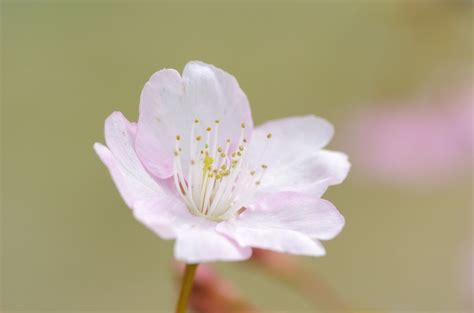桜一輪 GANREF