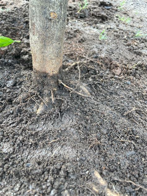 Ian Campbell On Linkedin Arboriculture 26 Comments