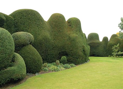 Pruning Neighbourstree