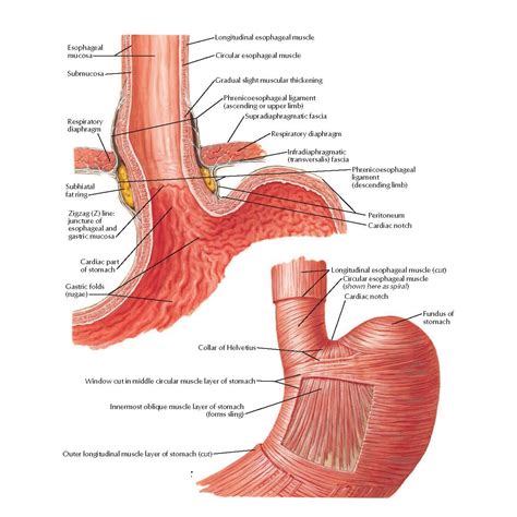 Esophagogastric Junction Anatomy Pediagenosis