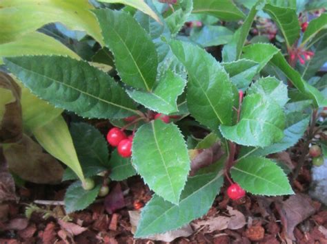 ジュウリョウ Ardisia japonica かぎけん花図鑑