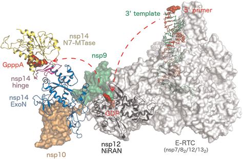 Assembly Of The Sars Cov 2 Co Transcriptional Capping Complex