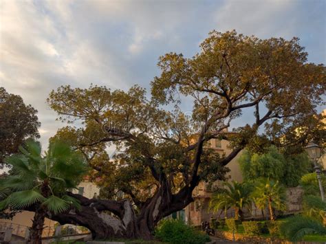 Old Spreading Ficus Elastica Tree In Public Garden At Sunset Stock Image Image Of Thick