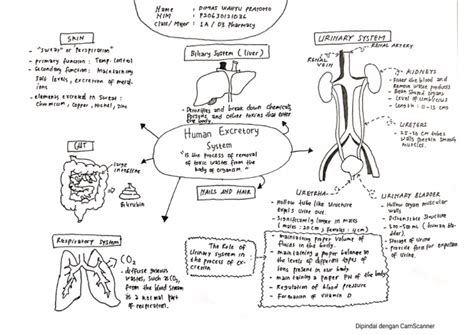 Mind Map Excretory System Pdf