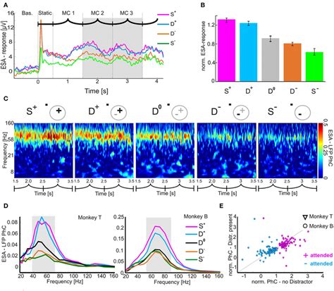 Attention Dependent Modulation Of Neuronal Responses And Their Coupling Download Scientific