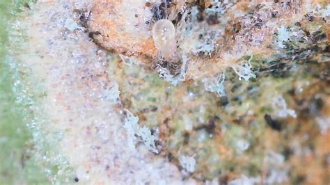 Microscopic Bug On House Plants Nh Usa R Whatsthisbug