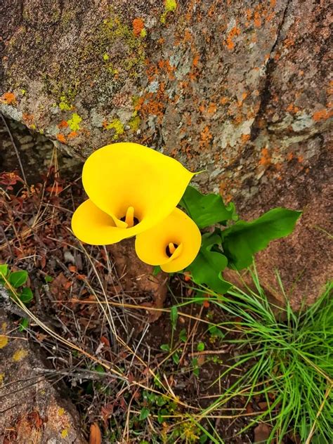 Bapedi Ancestral Flower Promotes Tourism Destinations In Sekhukhune Sekhukhune Times