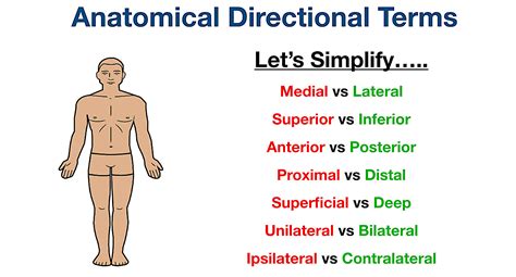 Anatomical Position And Directional Terms Definitions Example Labeled