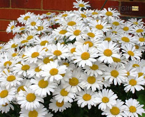 پرورش گل مینا گل گیفت