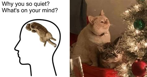 Palingates Sex Lies And Videotape Sarah Palin S New Friend Carrie Prejean Exposed As A