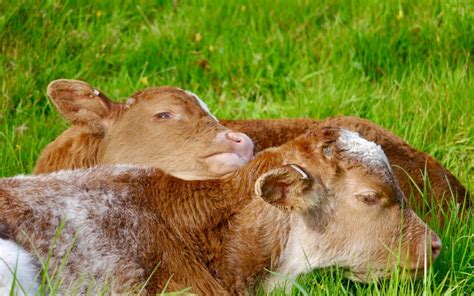 How Iot Enabled Solutions Improve Livestock Monitoring Practices The Swiss Quality Consulting