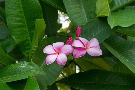 플루메리아 꽃들 Frangipanis 핑크 Pixabay의 무료 사진