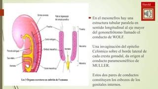 Anatomia Embriologia Y Fisiologia Pdf