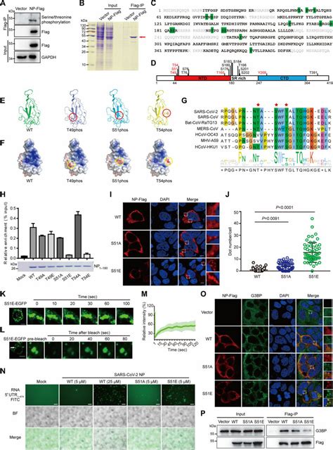 A Novel Phosphorylation Site In The Rna Binding Pocket Of Sars Cov 2 N Download Scientific