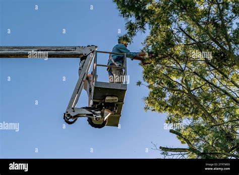 A Man Prunes A Mimosa Tree With A Chainsaw By Climbing High With An