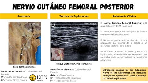 📌 Explorando El Nervio Cutáneo Femoral Posterior Pfcn Anatomía
