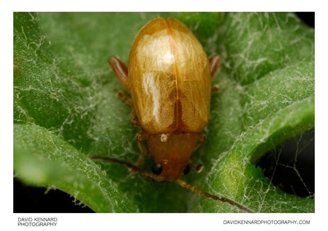 Tansy Ragwort Flea Beetle Longitarsus Jacobaeae Cxxiii · David