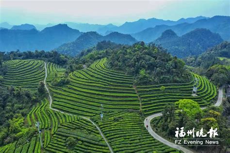 罗源七境茶昔日贡茶 今朝香飘万里 福建好茶 聚焦首届中国茶交会 重振世界茶港影响力 新闻频道 福州新闻网