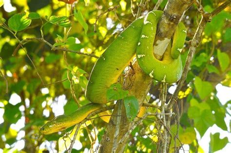 Emerald Tree Boa Facts Behavior Diet And Images