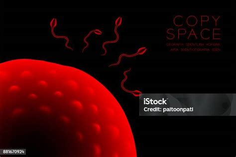 현미경 X 선 수정 가까이 수평 세트 정자 및 난 자 레드 컬러 복사 공간와 어두운 배경에 그림 절연된 발광 0명에 대한 스톡 벡터 아트 및 기타 이미지 Istock