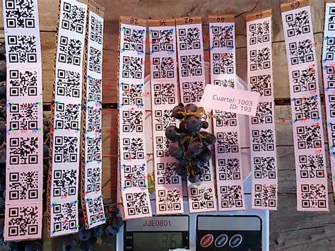 A Custom State Of The Art Object Detection Model Upwork