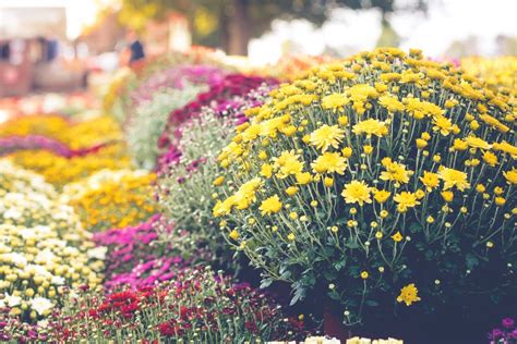How To Grow And Care For Hardy Chrysanthemums Garden Mums