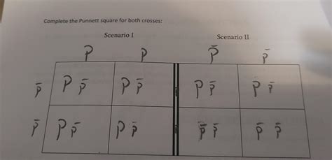 Solved What Is The Phenotypic Probability Of Scenario I And
