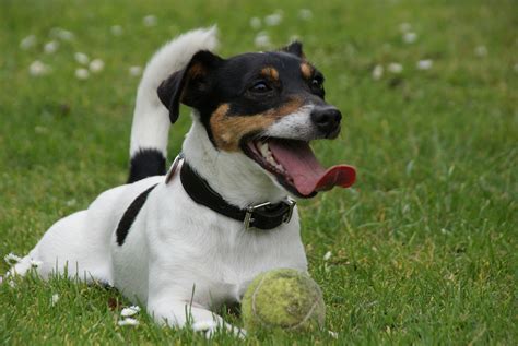 Dog Grass Green Free Photo On Pixabay Pixabay