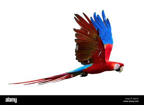 Wild Scarlet Macaw