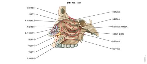 鼻和鼻旁窦附标记解剖插图 E Anatomy
