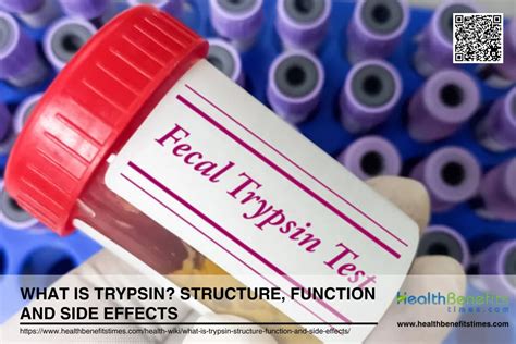 What Is Trypsin Structure Function And Side Effects Health Benefits