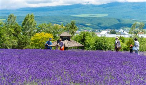 Visiting Hokkaido Lavender Fields And Other Blossoms Transport Options