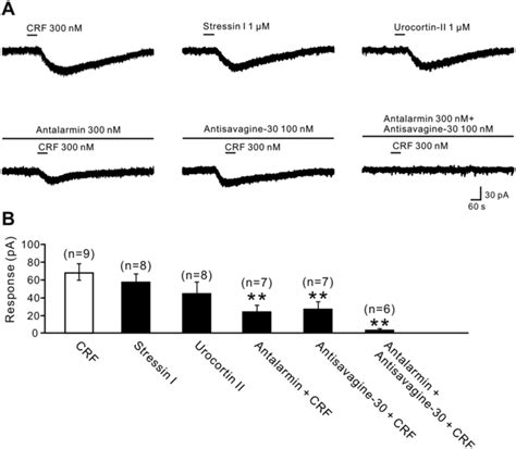 Crf Excited Ph Neurons Via Crfr1 And Crfr2 A Crf Excited Ph