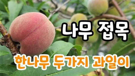 과일나무 접목 한나무 두가지 과일이 Youtube