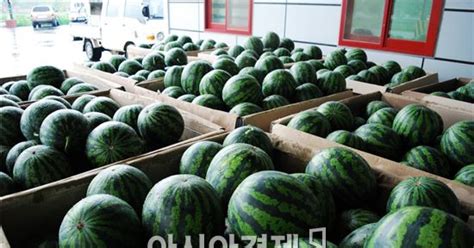 정읍 단풍미인 씨 없는 수박 일본 수출길 올라