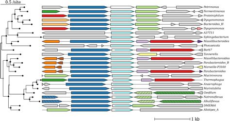 Fast Genomics A Fast Comparative Genome Browser For Diverse Bacteria And Archaea Enigma