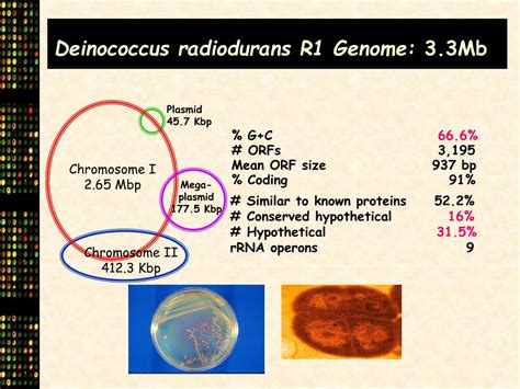 PPT Microbial Functional Genomics Genomic Technologies And Their Applications PowerPoint