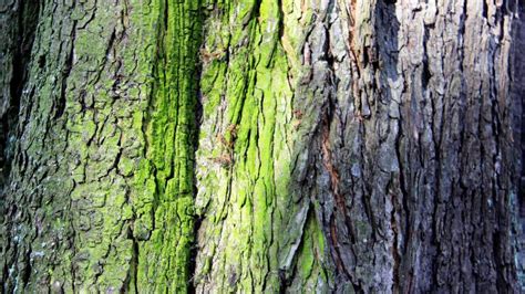 Colorful Of Tree Bark Stock Image Image Of Rind Still 107875983