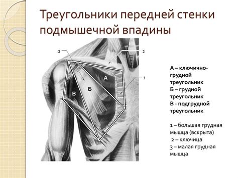 Топографическая анатомия и оперативная хирургия верхней конечности презентация онлайн