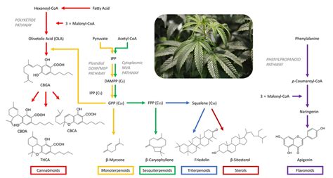 9 Biosynthesis Pathways Of Cannabinoid Terpenoids Sterols And