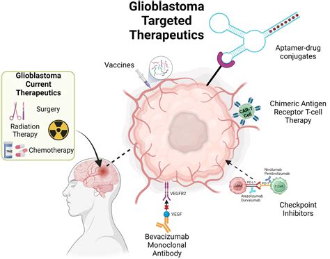 Unravelling The Glioblastoma Tumour Microenvironment Can Aptamer
