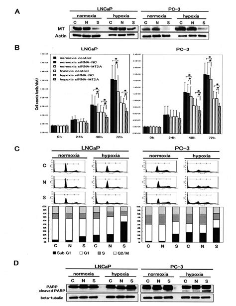 Cell Growth Inhibition And Apoptosis Induction Caused By Download