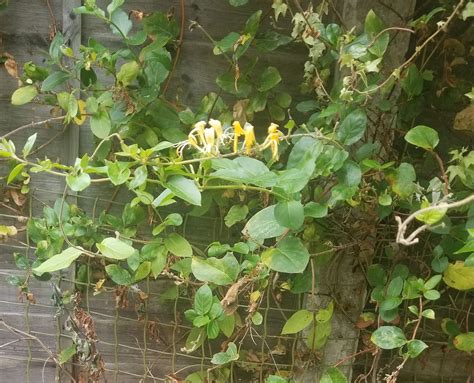 Haiku String The Lark Medium