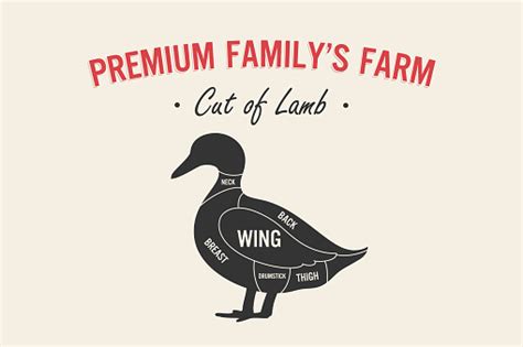 고기 세트의 컷 포스터 정육점 다이어그램 및 계획 오리 빈티지 타이포그래피 핸드 그린 벡터 일러스트레이션 고기에 대한 스톡 벡터