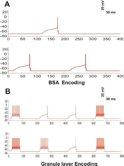 Encoding Using Bsa And Granule Layer Encoding Generation Of Spike