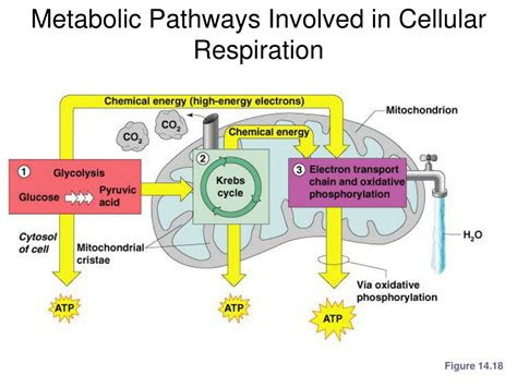 Cellular Respiration